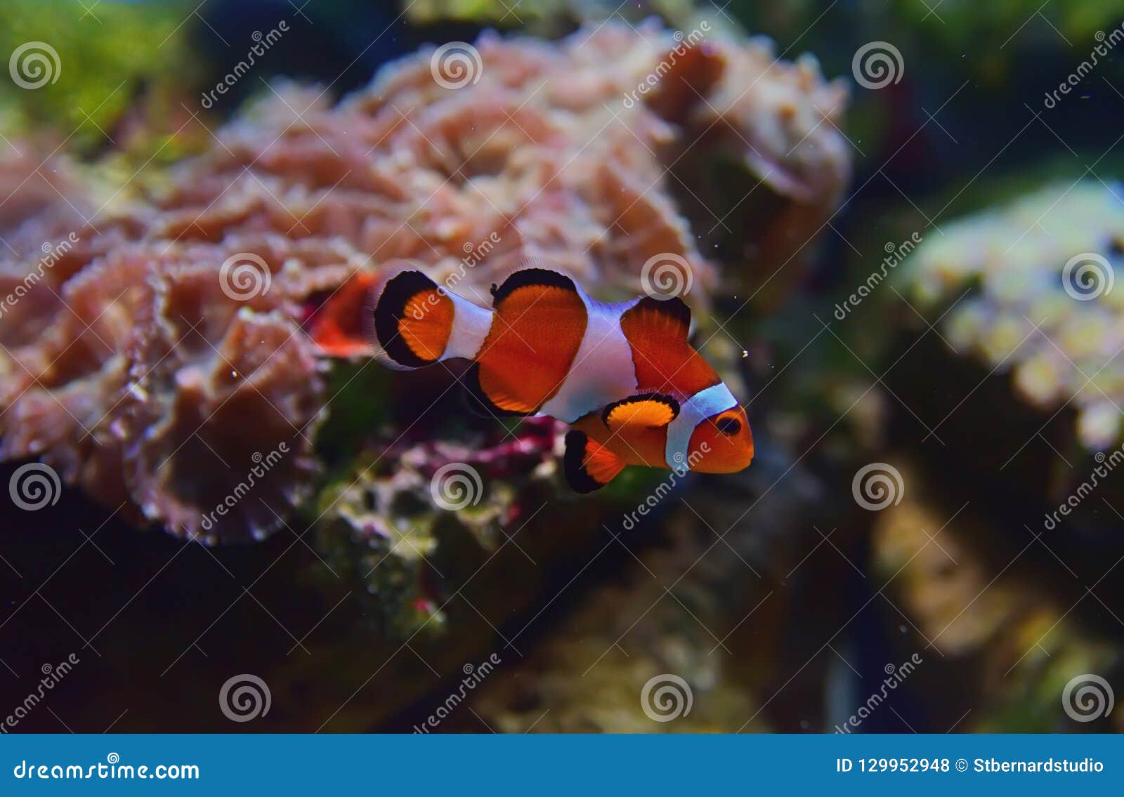 Close-up View of Small Clown Fish with Different Corals in the ...