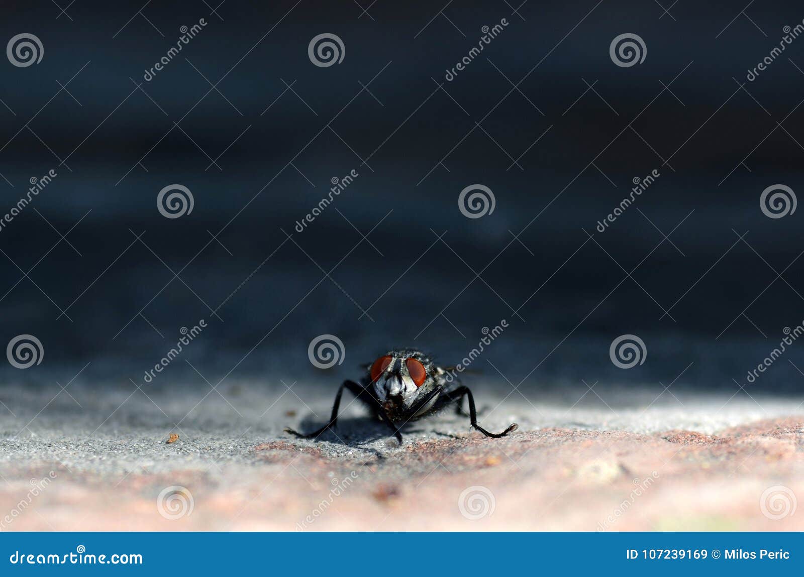 Fly standing on the ground stock image. Image of details - 107239169