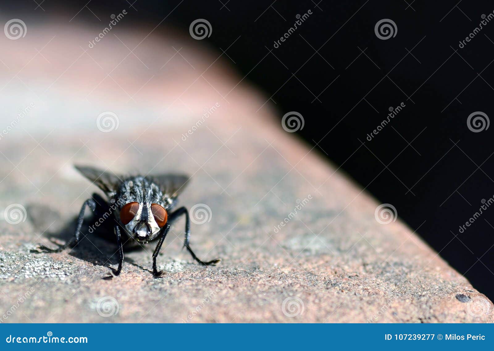 Fly standing on the ground stock image. Image of hairy - 107239277