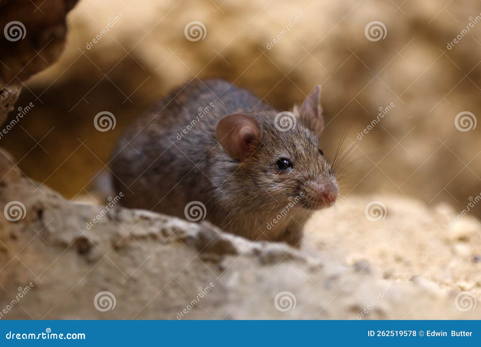 A small mouse stock photo. Image of mammal, little, furry - 262519578