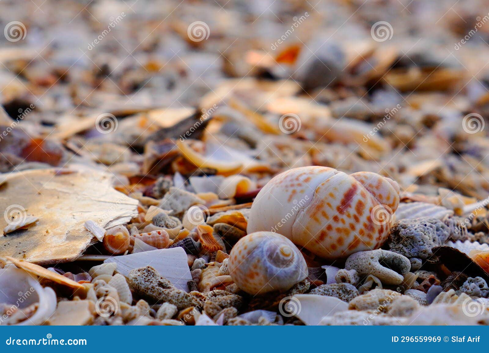 Close-up View of Snail Shells on Beach Sand. Stock Image - Image of ...