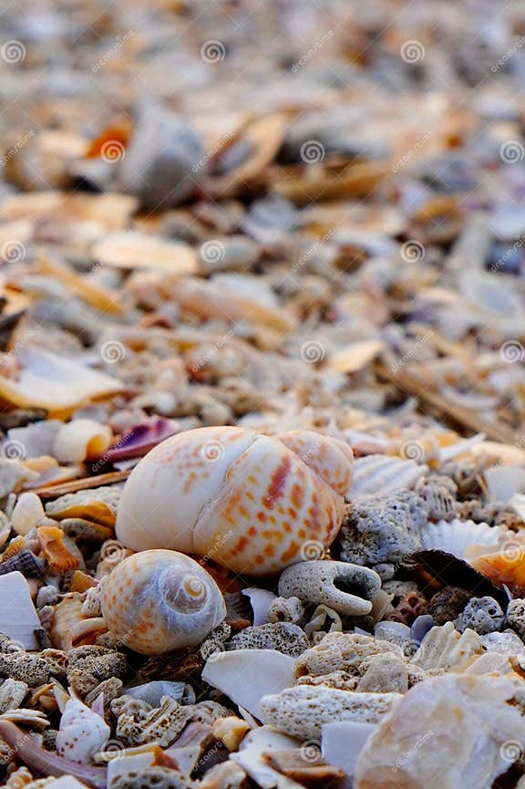 Close-up View of Snail Shells on Beach Sand. Stock Photo - Image of ...
