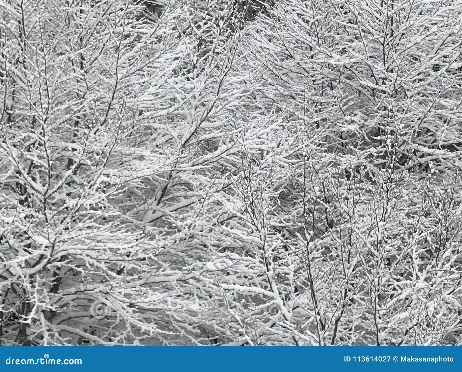 Close Up View of Snow-covered Trees in Winter As an Abstract Background ...