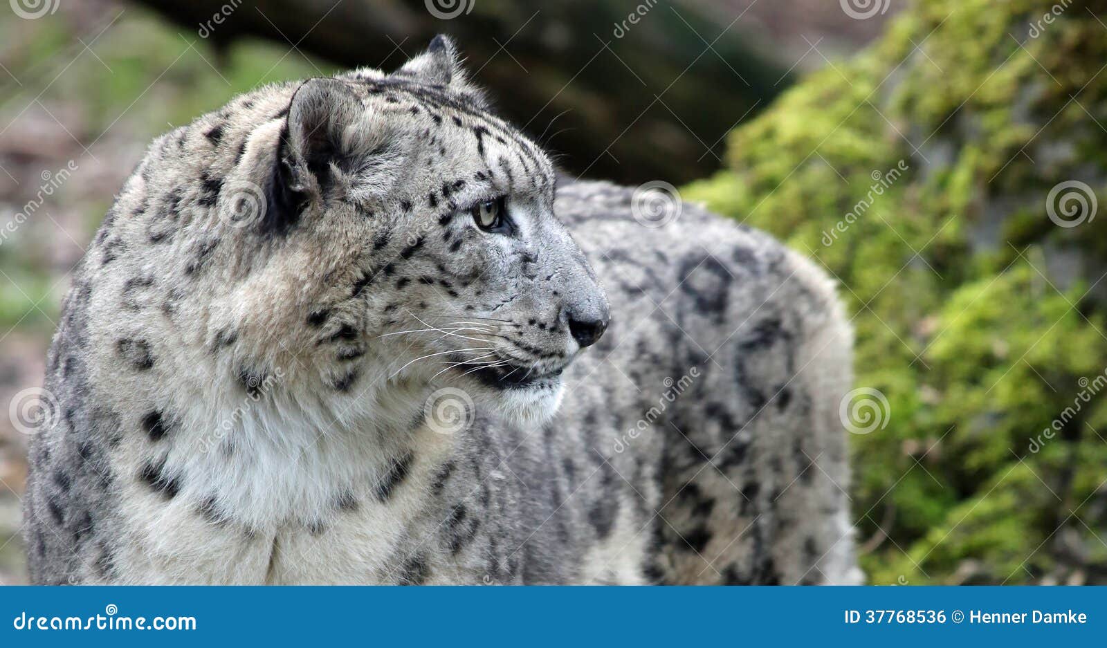 Close-up View of a Snow Leopard Stock Photo - Image of animal, snow ...