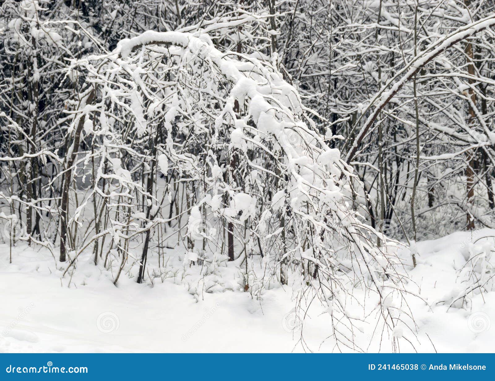 Close-up View with Snowy Tree Branches, Thick Layer of Snow Covers the ...