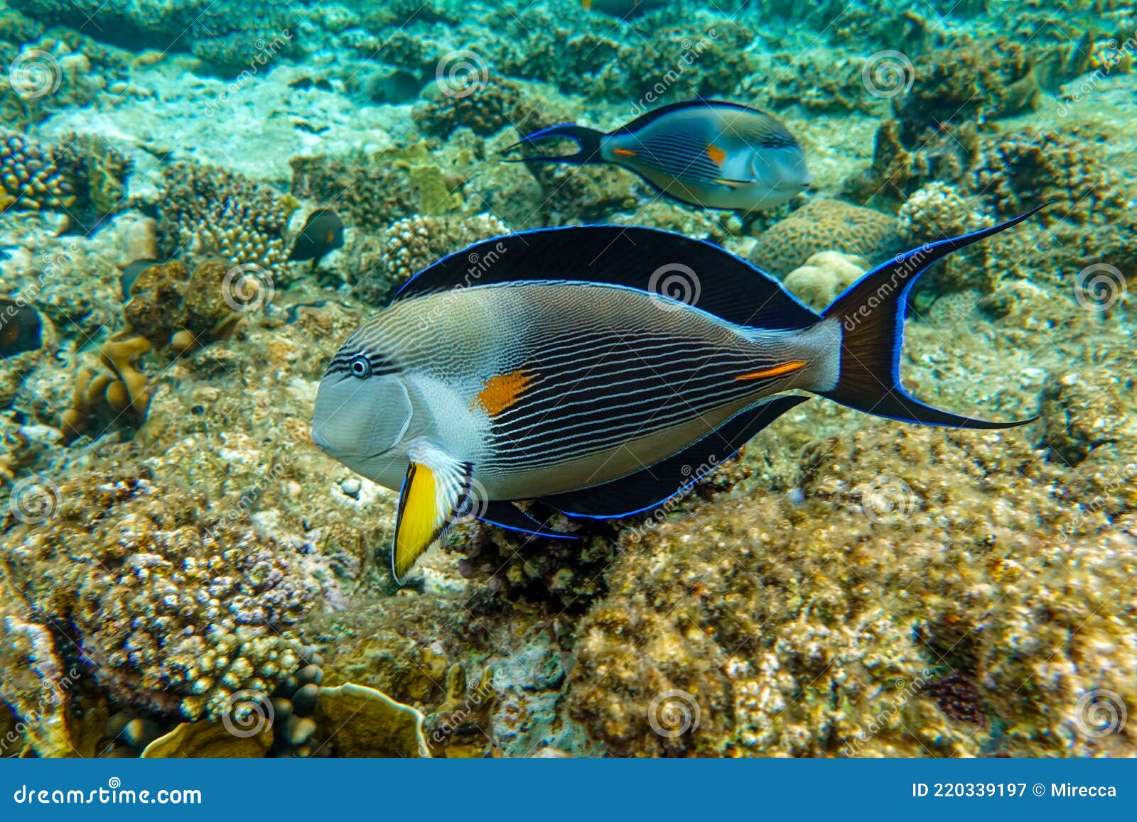 Close-up View of a Sohal Surgeonfish - Coral Fish, Acanthurus Sohal ...