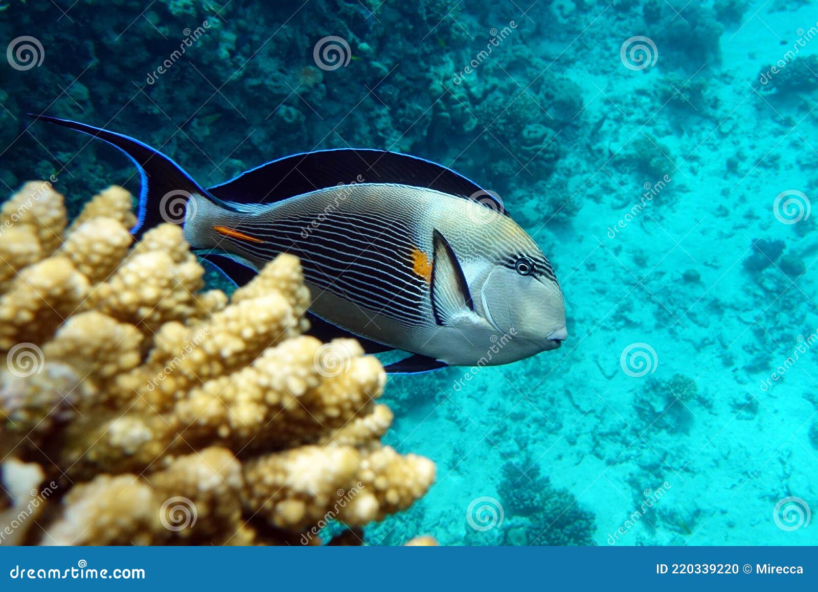 Close-up View of a Sohal Surgeonfish - Coral Fish, Acanthurus Sohal ...