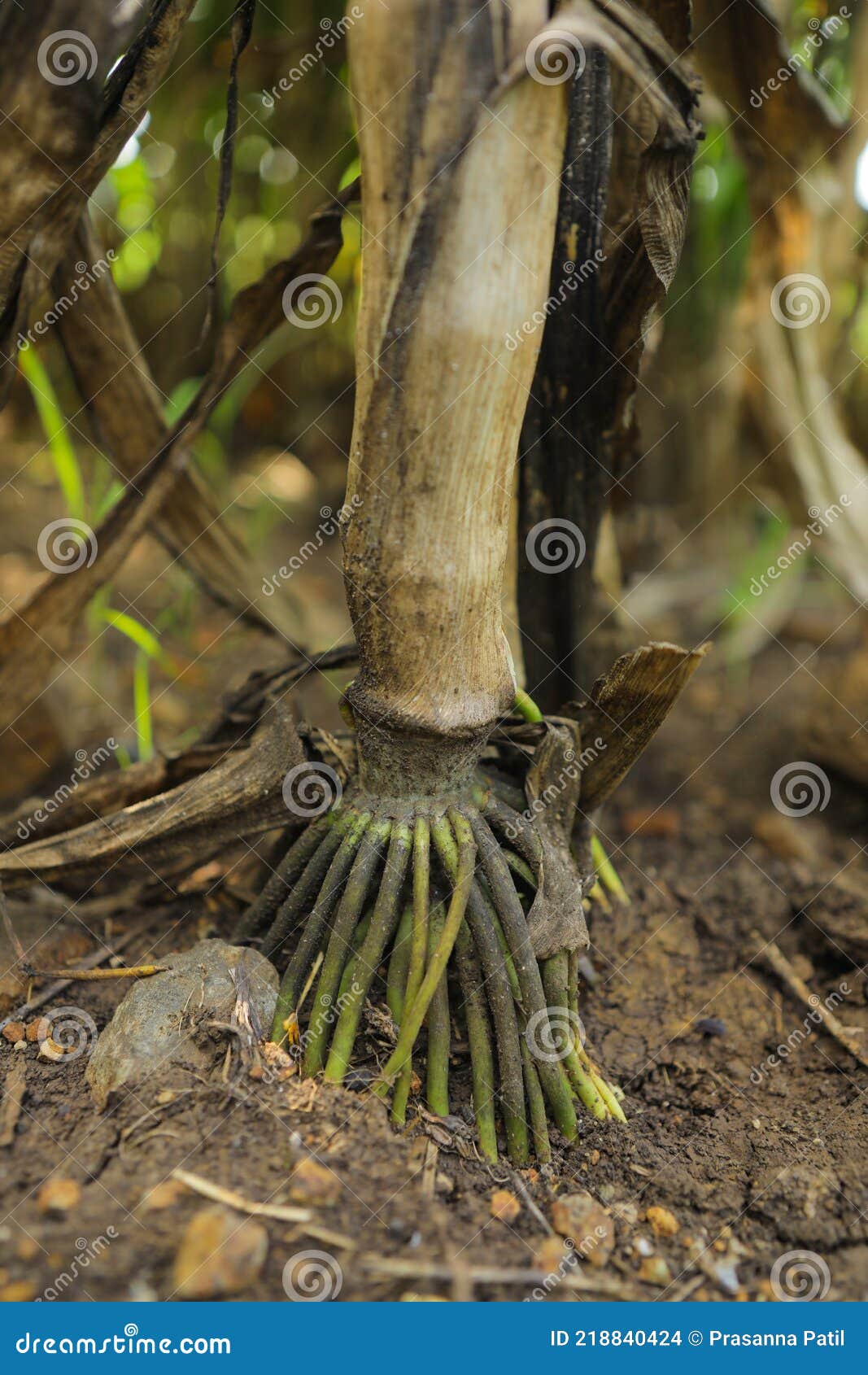 Close - Up View of Sorghum Plant Root Stock Photo - Image of aerial ...