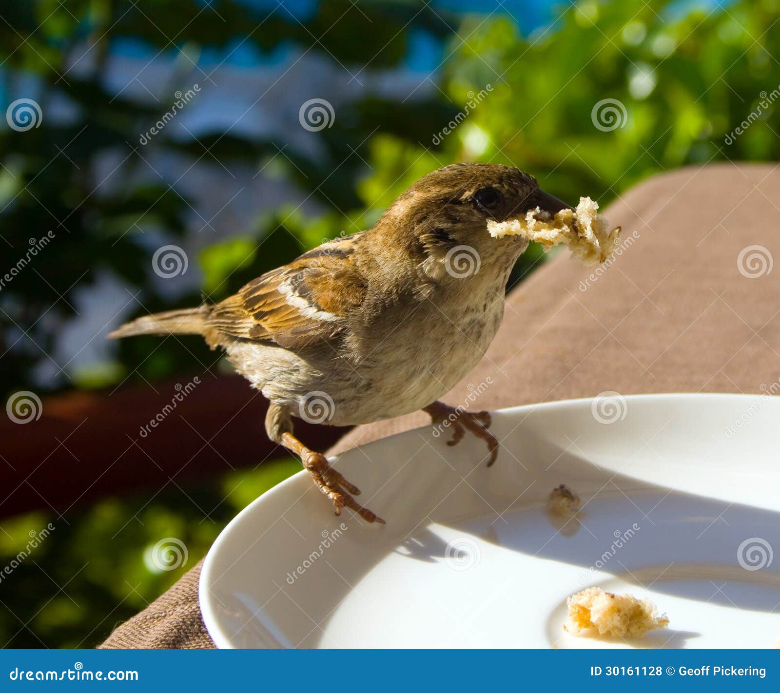 Sparrow stock photo. Image of sparrow, flight, bread - 30161128
