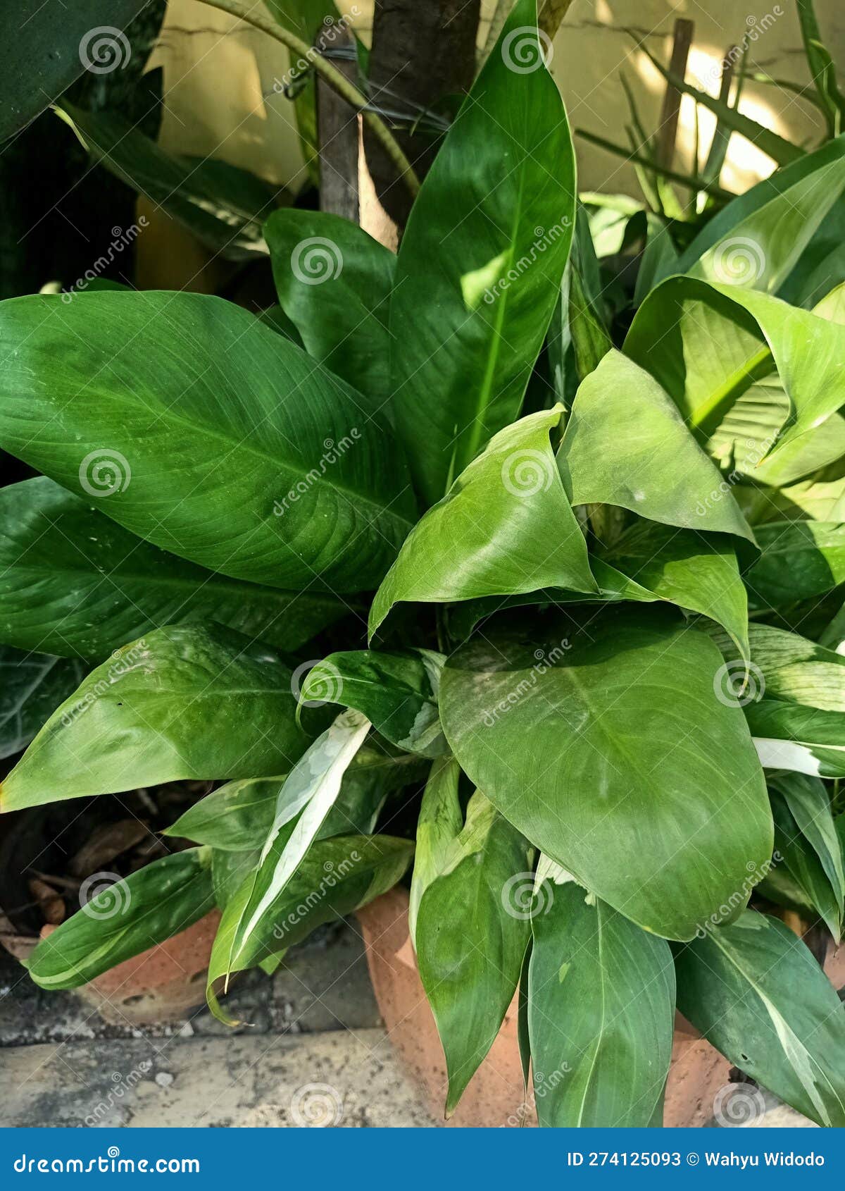 Close Up View of Spathe Flower Plant Stock Image - Image of plant ...