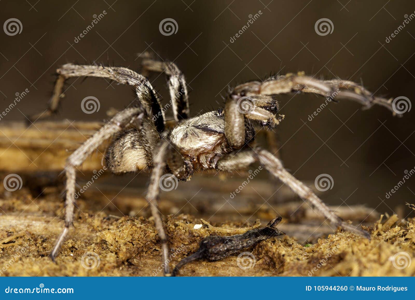 Spider on the wild stock photo. Image of nature, hunter - 105944260