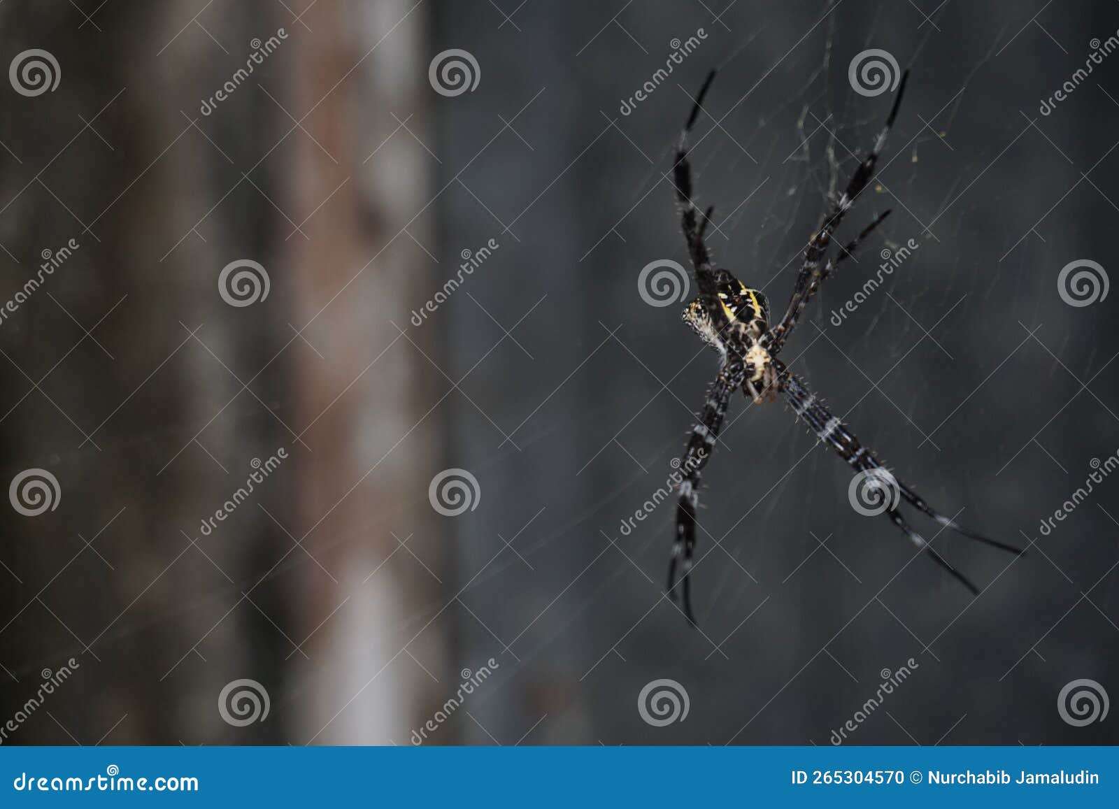 A Spider Hanging on the Web Stock Photo - Image of animal, trap: 265304570