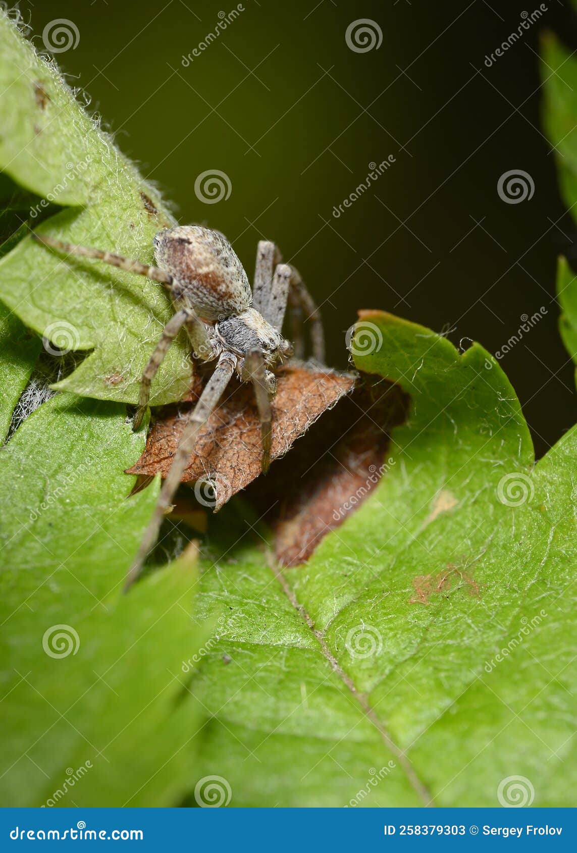 A Close-up View of a Spider on a Leaf in the Forest Stock Image - Image ...