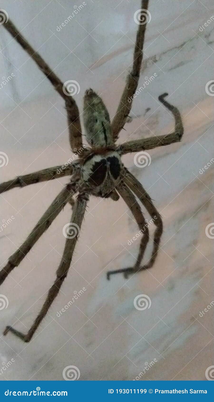 A Close Up View of a Spider Stock Image - Image of live, natural: 193011199