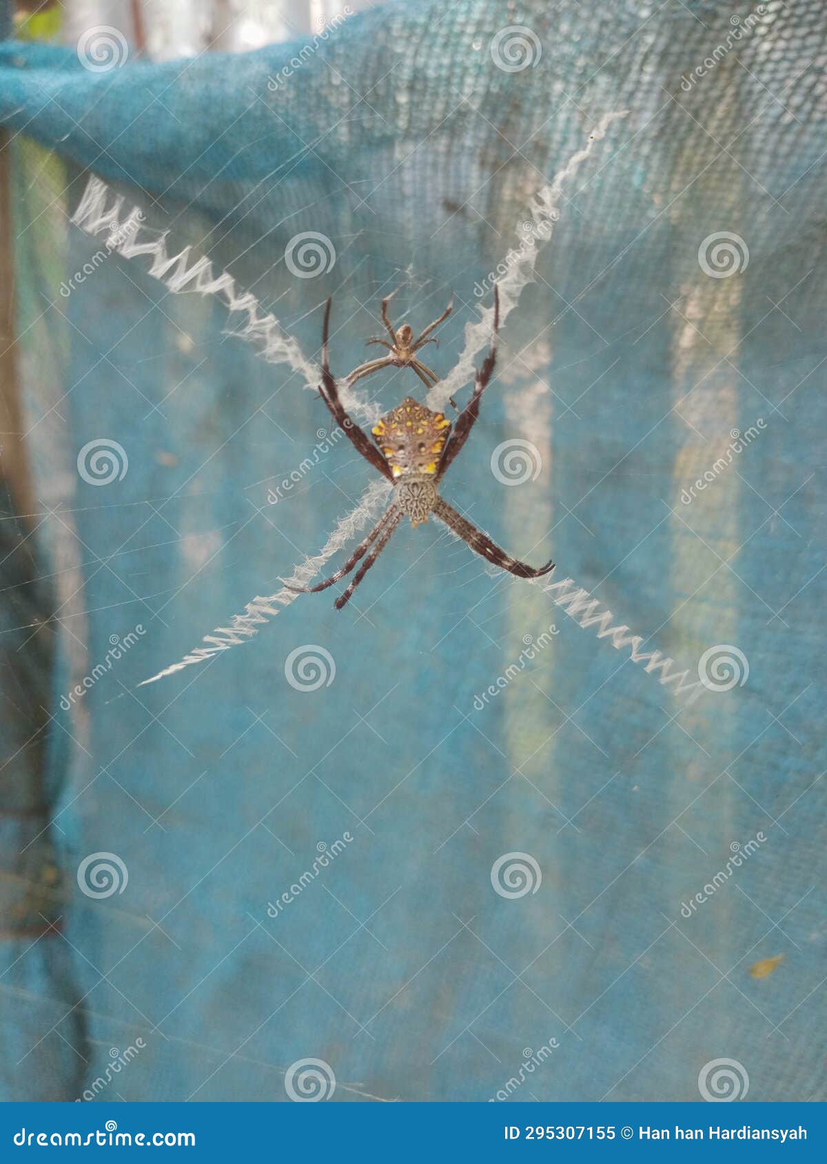 Close Up View of Spider in Strong Web and Open Legs and Sunlight Rays ...