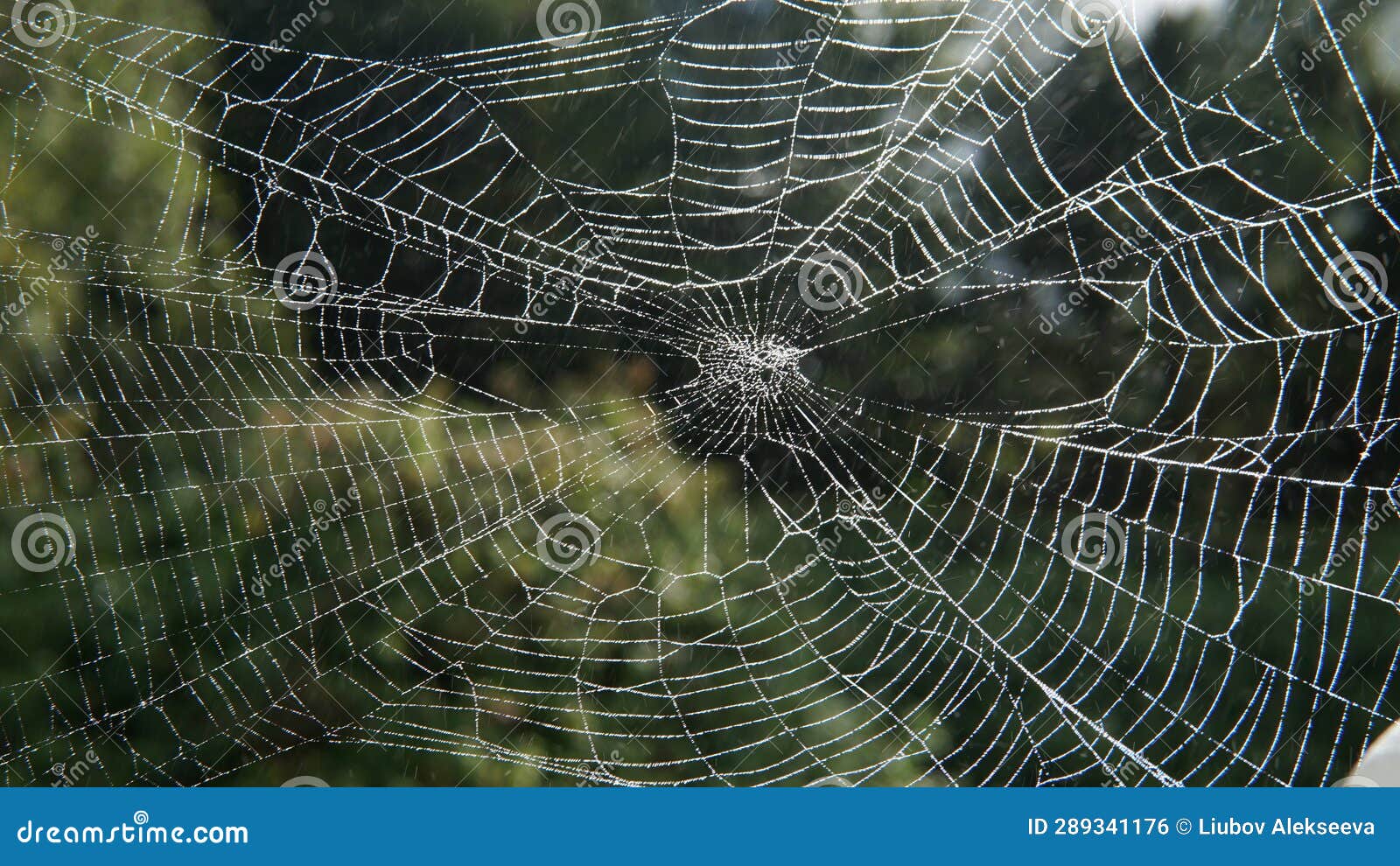 Close Up View of a Spiders Web with Water Drops Stock Photo - Image of ...