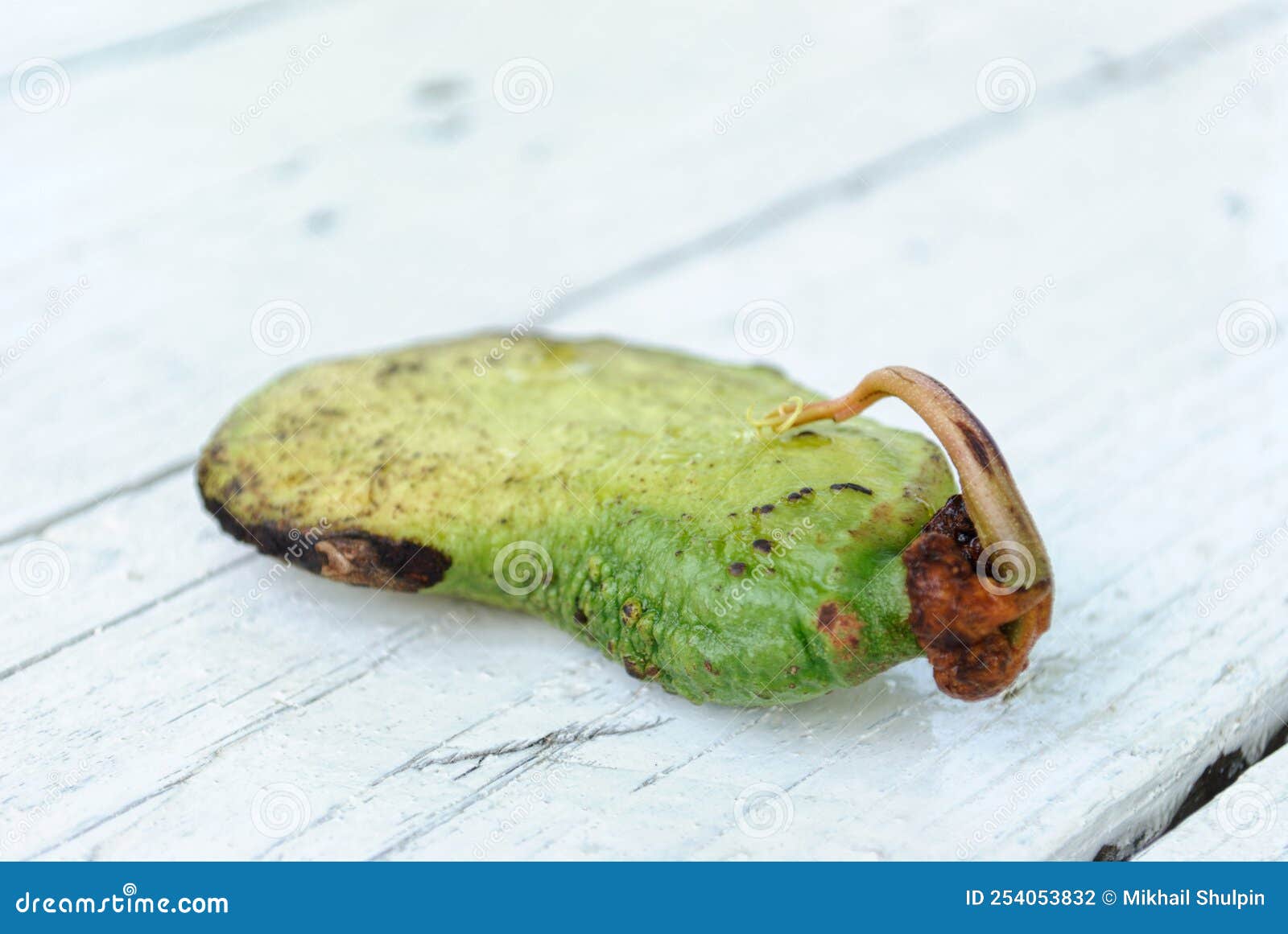 Close-up View of a Sprouted Mango Seed Lying on a White Wooden Table ...