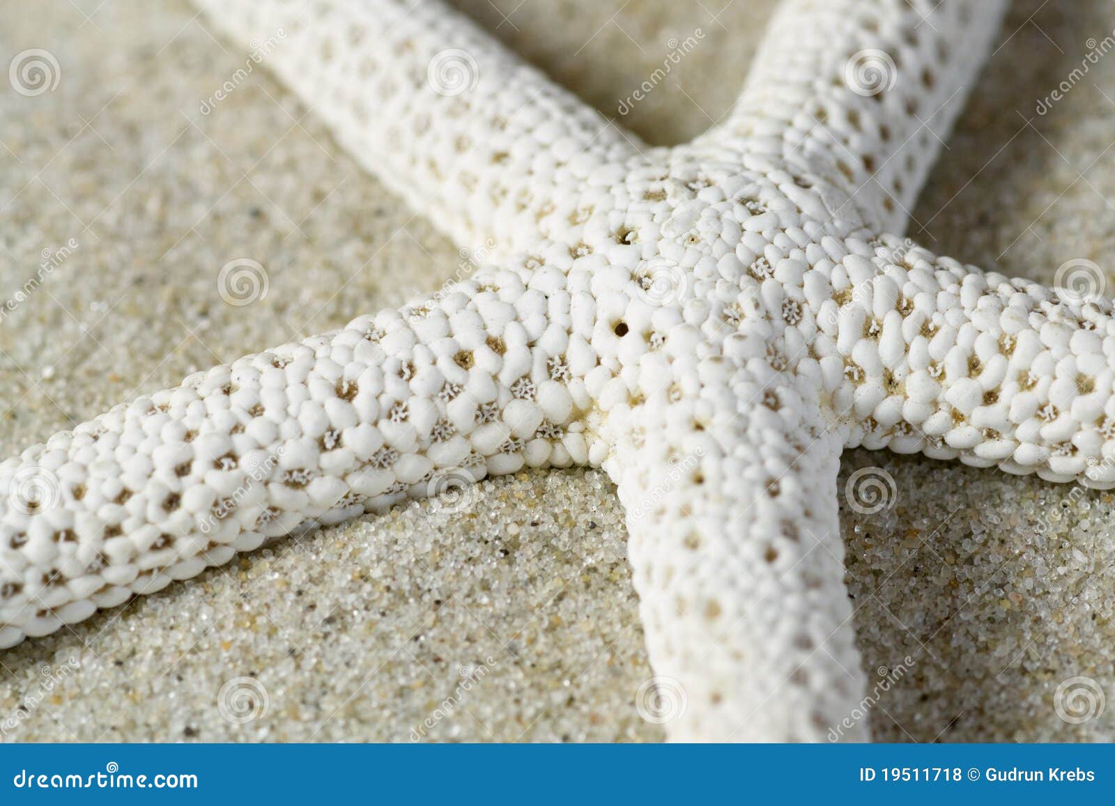 Close-up View of a Starfish Stock Photo - Image of sand, maritime: 19511718