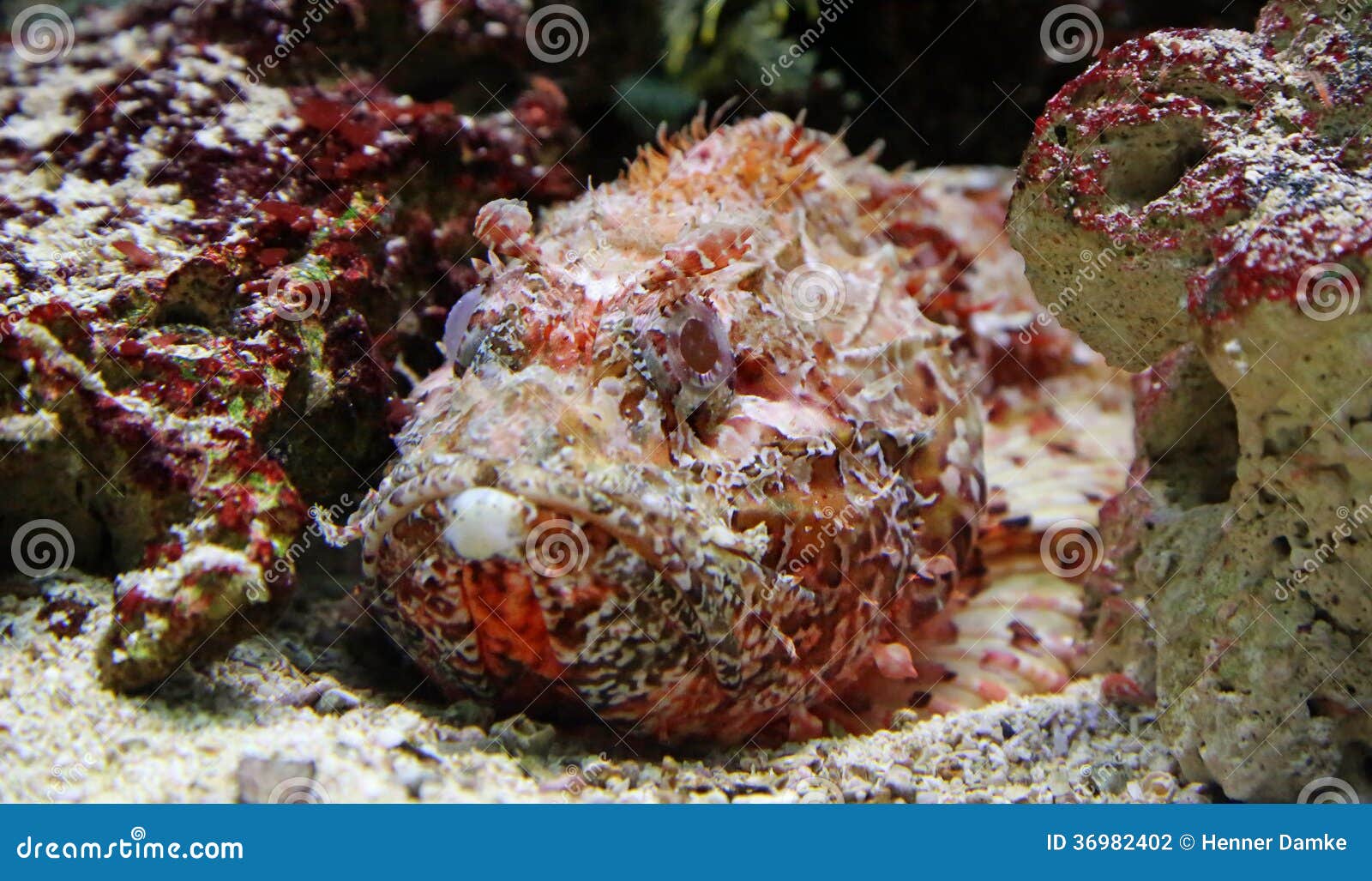 Close-up View of a Stonefish Stock Photo - Image of close, fishtank ...