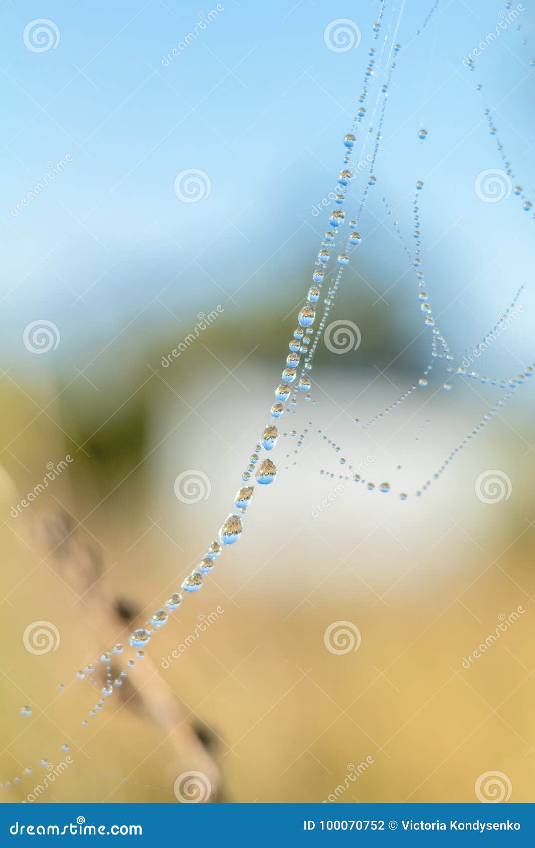 Close Up View of the Strings of a Spiders Web. Spider Web with C Stock ...