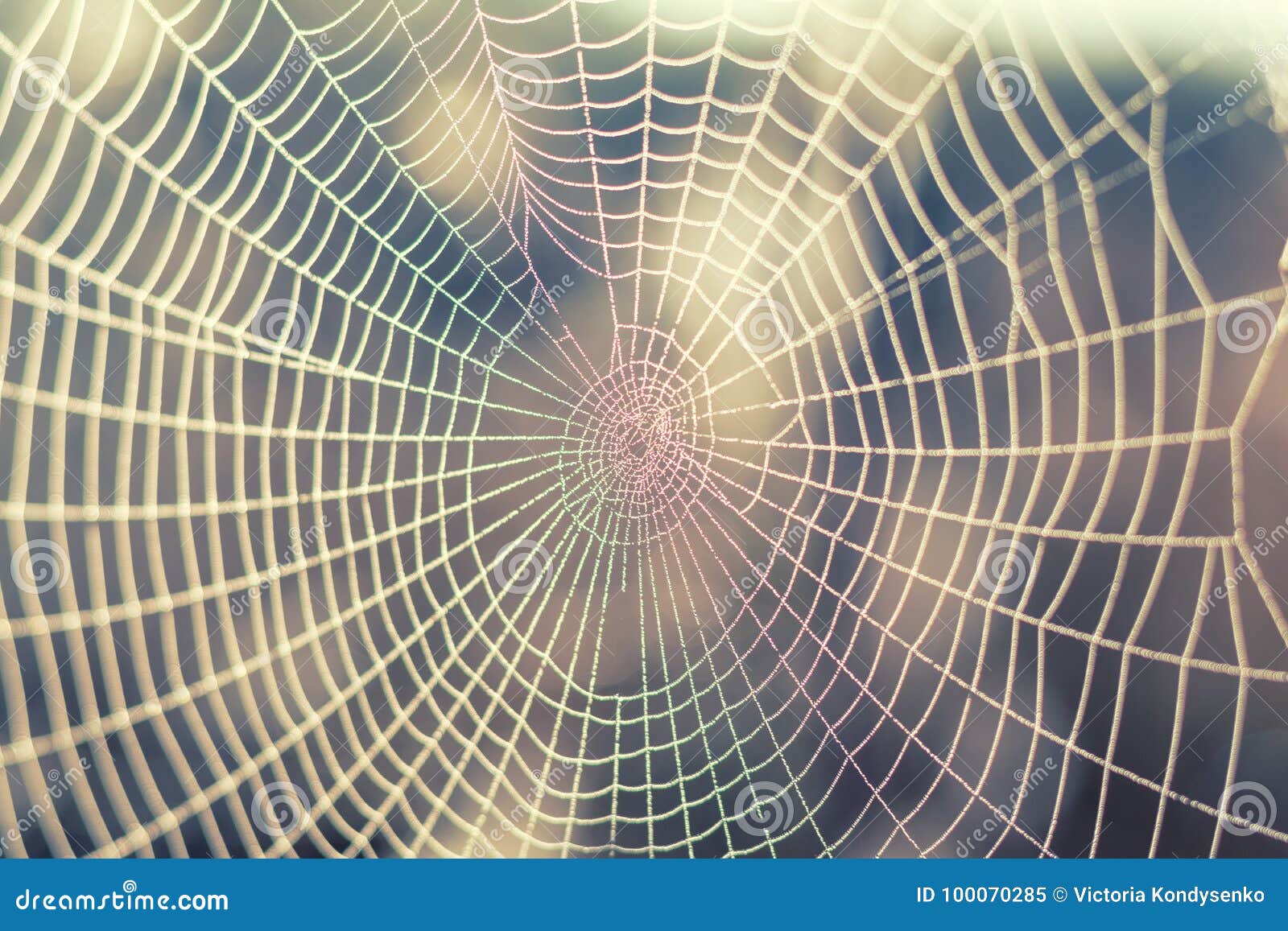 Close Up View of the Strings of a Spiders Web. Spider Web with C Stock ...