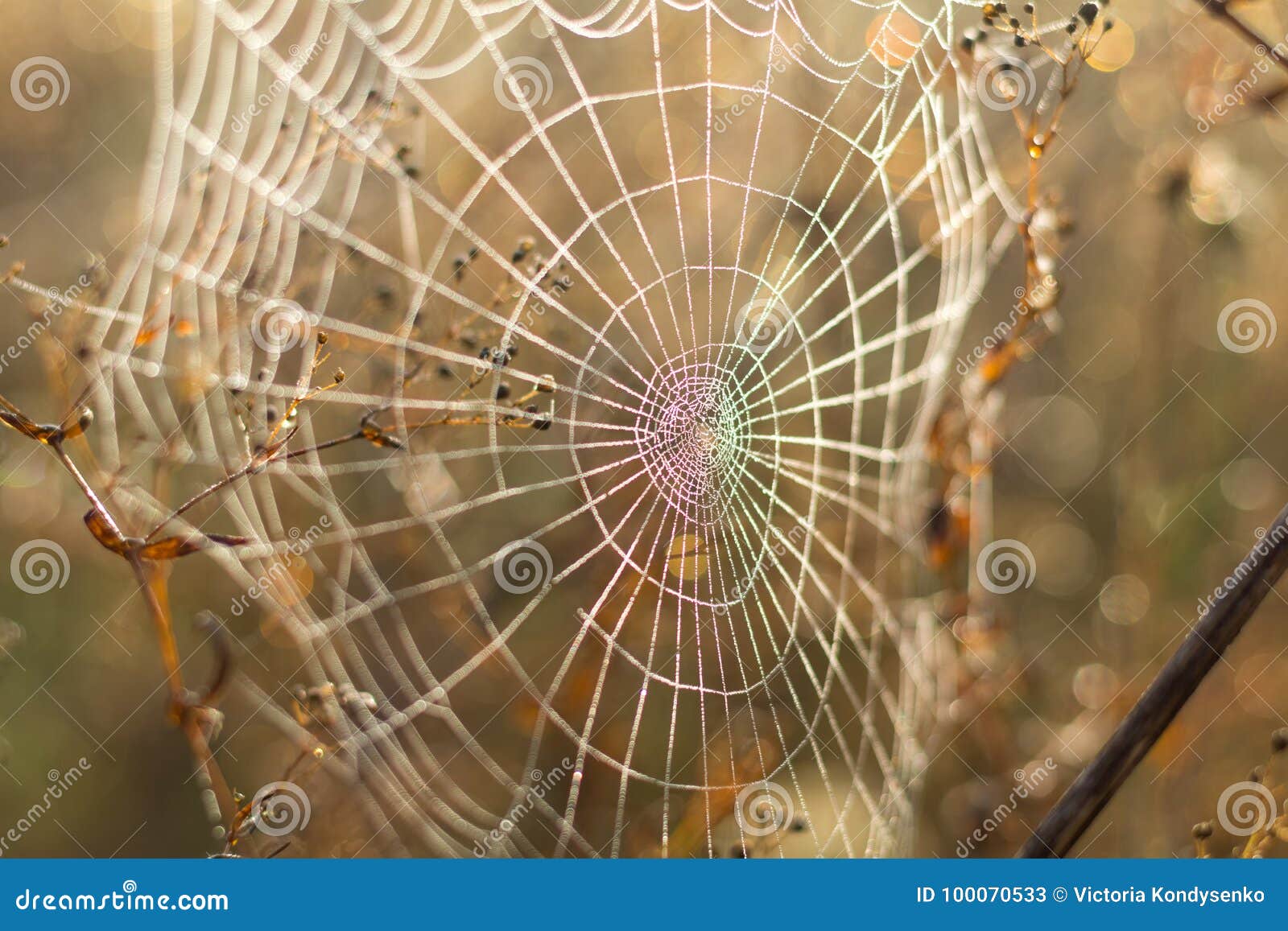 Close Up View of the Strings of a Spiders Web. Spider Web with C Stock ...