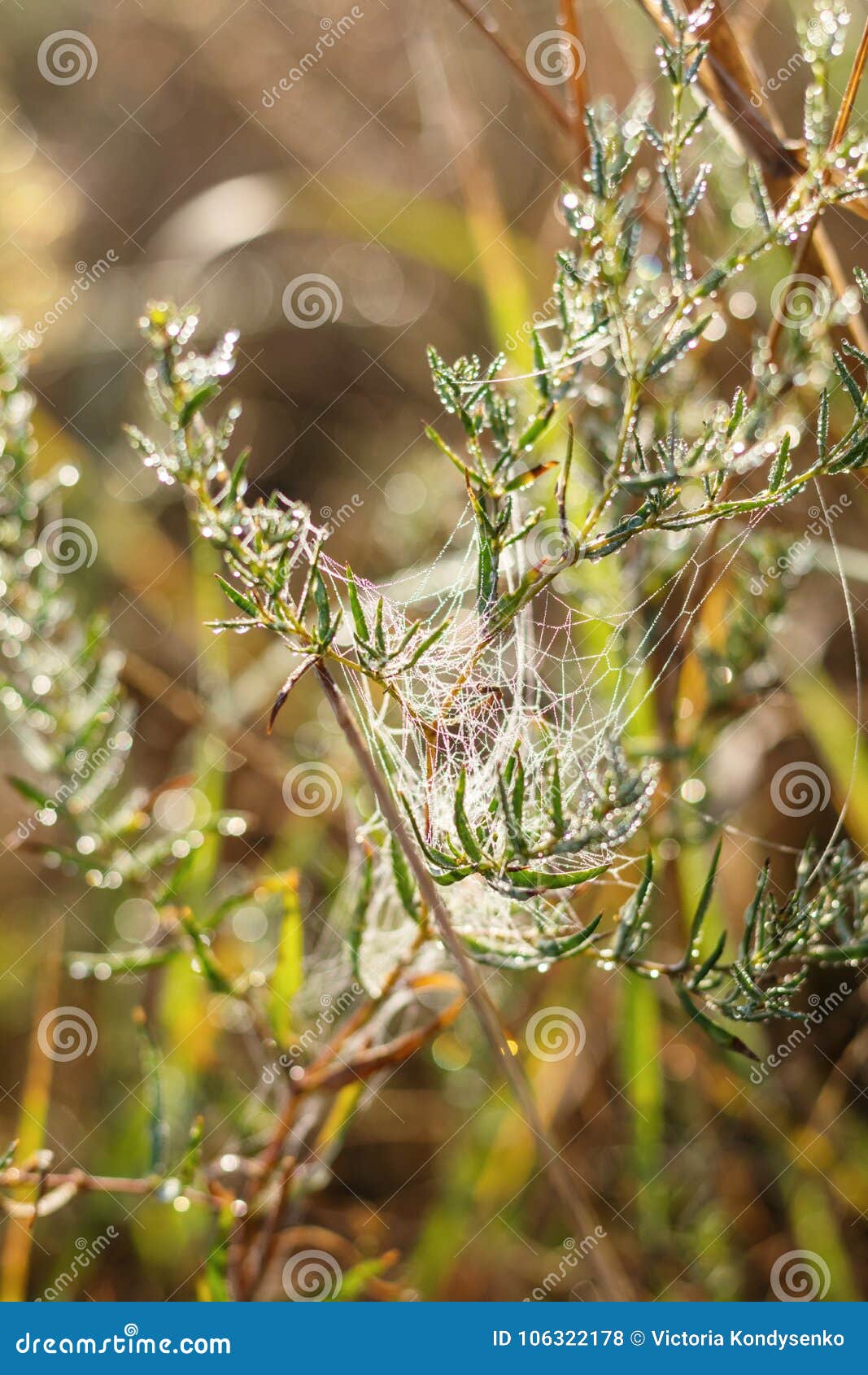 Close Up View of the Strings of a Spiders Web. Spider Web with C Stock ...