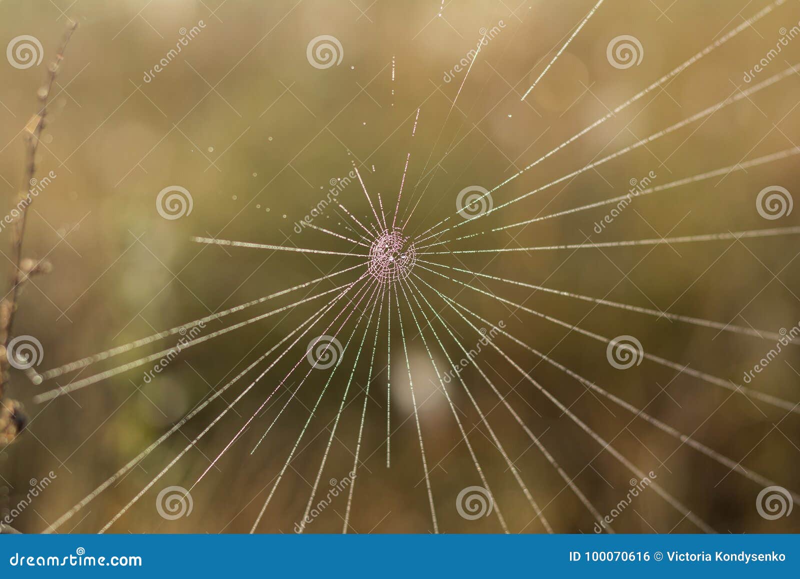 Close Up View of the Strings of a Spiders Web. Spider Web with C Stock ...