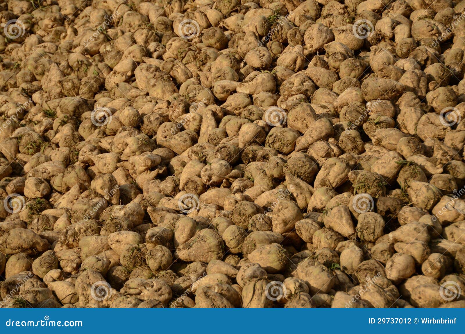 Sugar-beet roots stock photo. Image of aliment, beet - 29737012