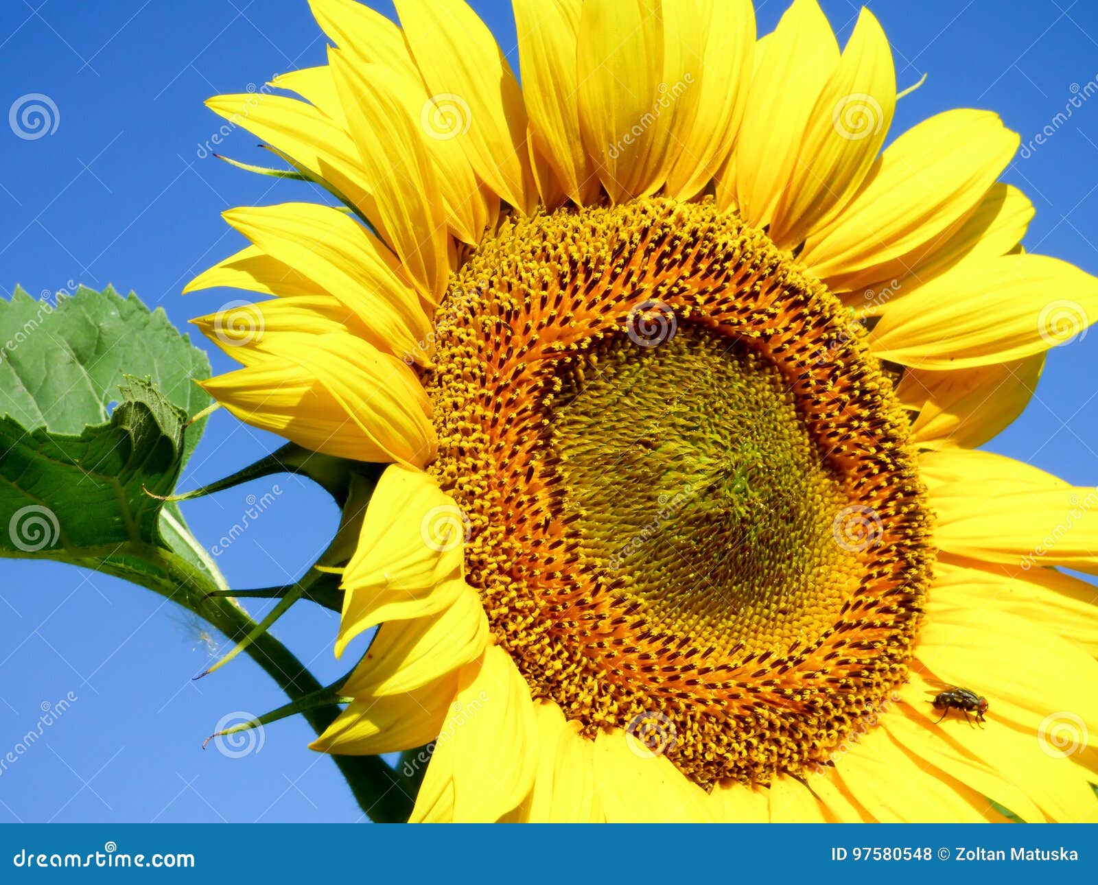Close-up View of a Sunflower with Blue Sky Background Stock Photo ...