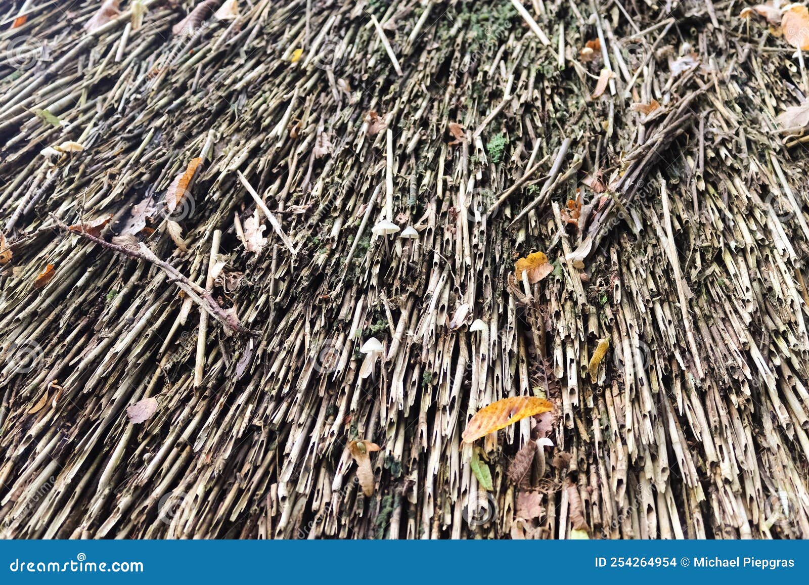 Close Up View at the Surface of Golden Straw Stock Photo - Image of ...