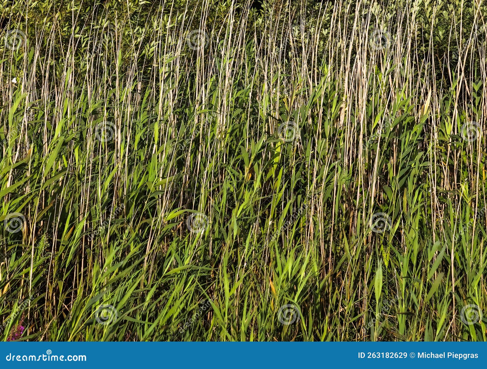 Close Up View at the Surface of Reed Stock Image - Image of outdoors ...