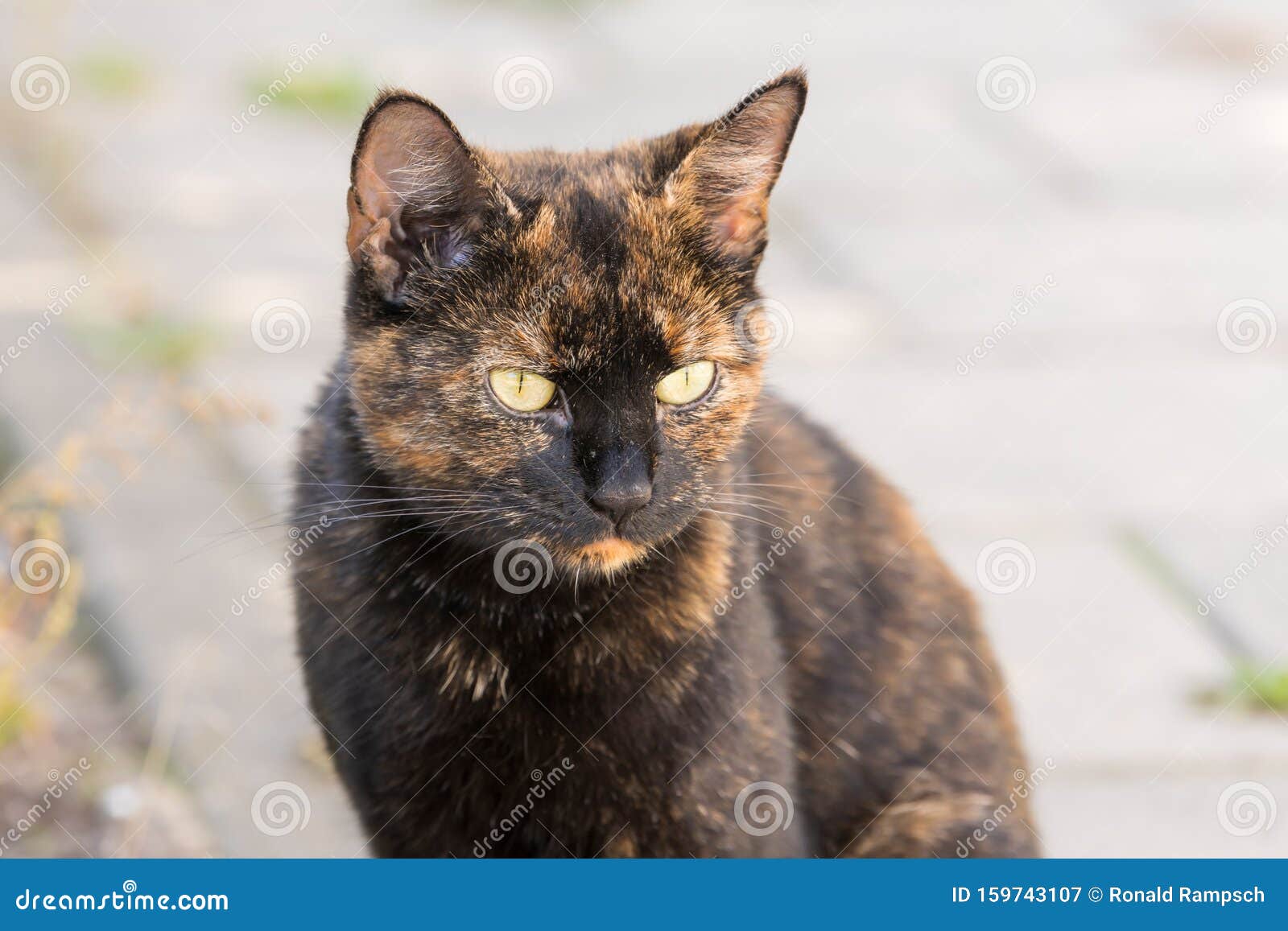 Close Up View of a Tabby Cat Stock Image - Image of eyes, brown: 159743107