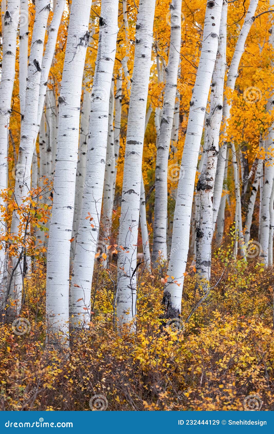 Tall Aspen Trees in Wasatch Mountains with Bright Fall Foliage Stock ...