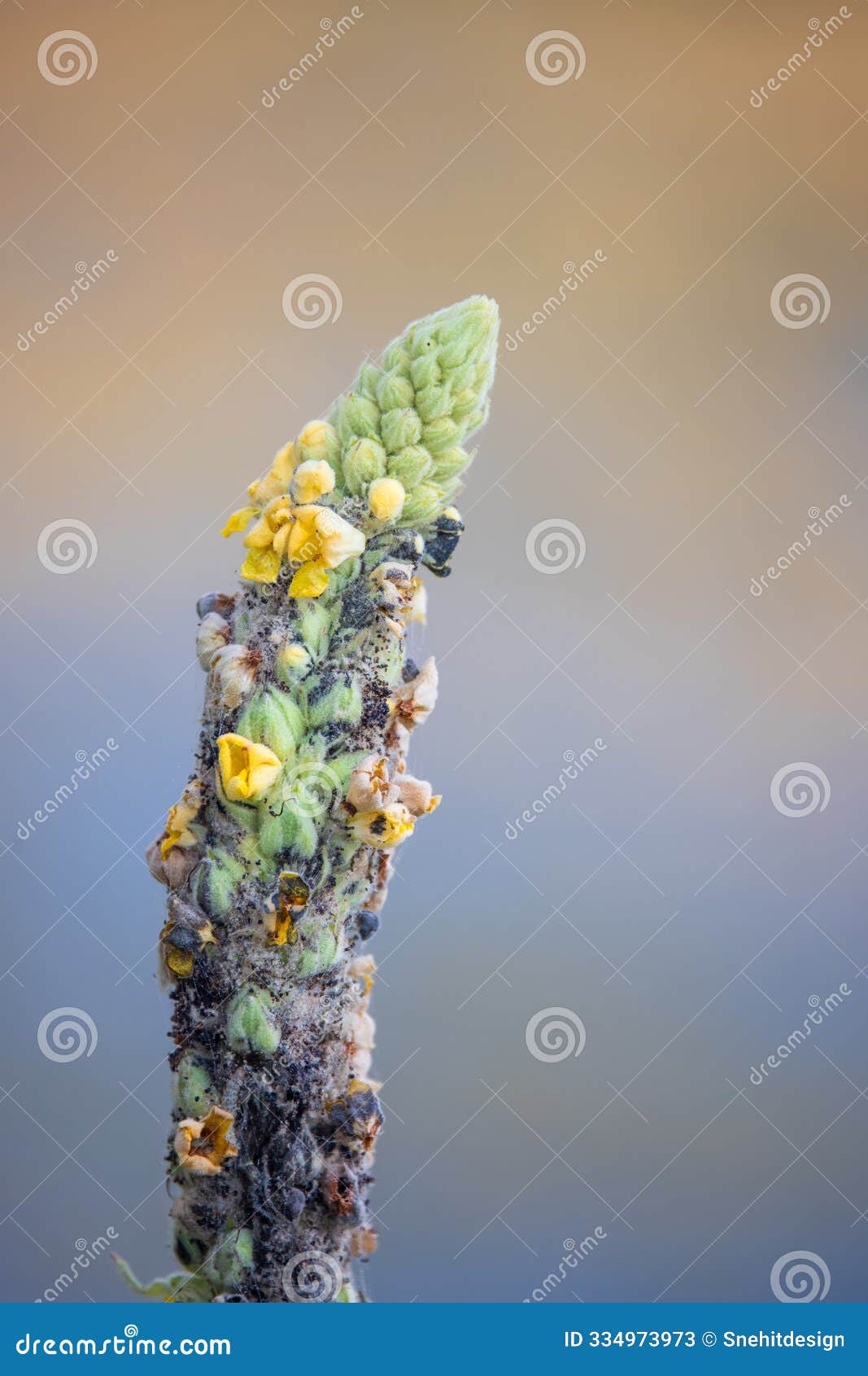 Close Up View of the Tall Stalk of Common Mullein Flower Stock Image ...