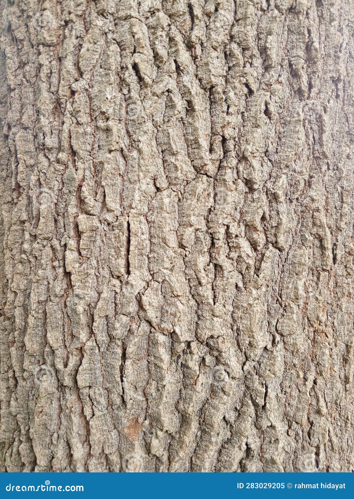 Close Up View of Tamarind Tree Bark Stock Image - Image of view, bark ...