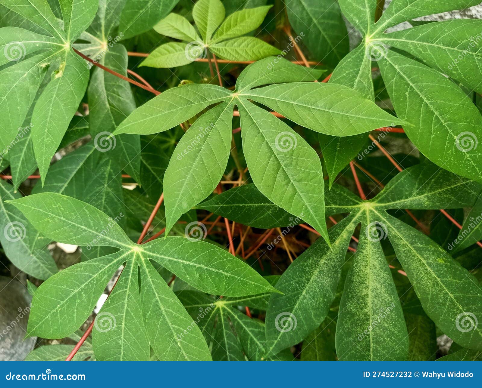 Close Up View of Tapioca Plant Stock Photo - Image of manioc, fresh ...