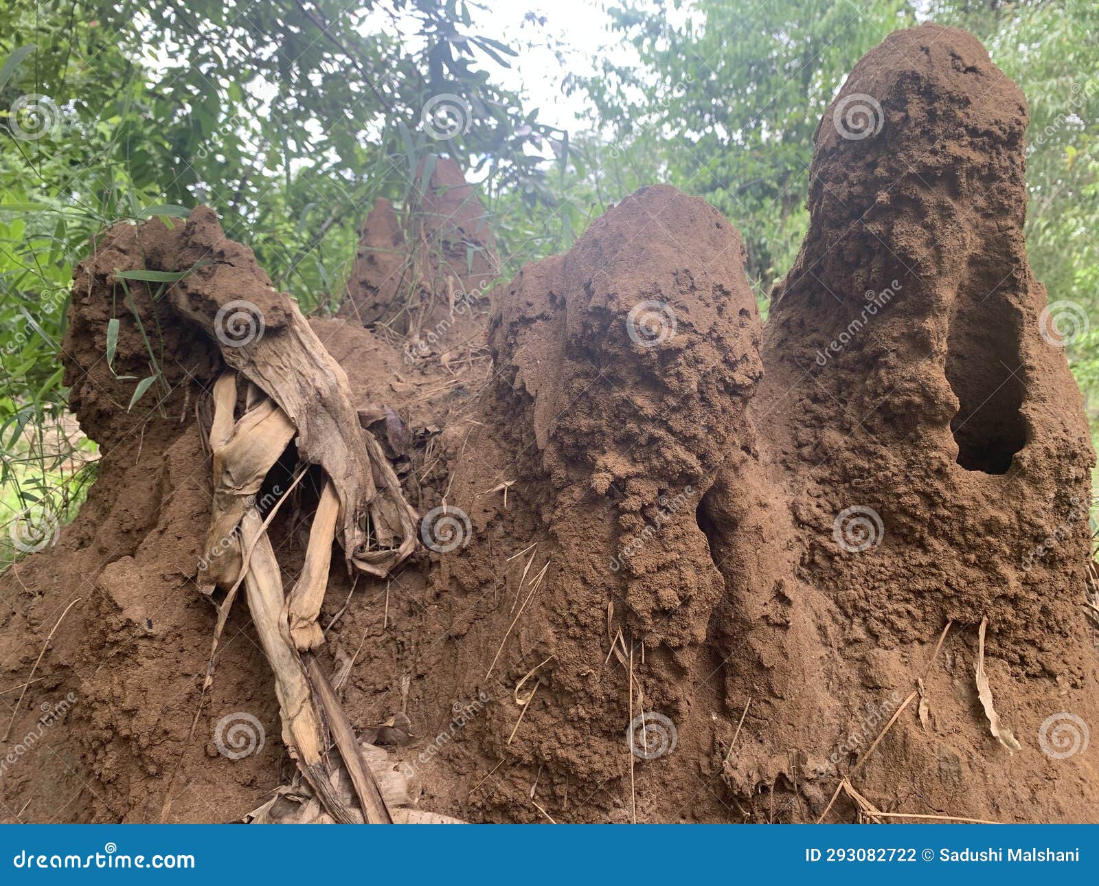 A Close-up View of a Termite Mound. Stock Photo - Image of mound ...