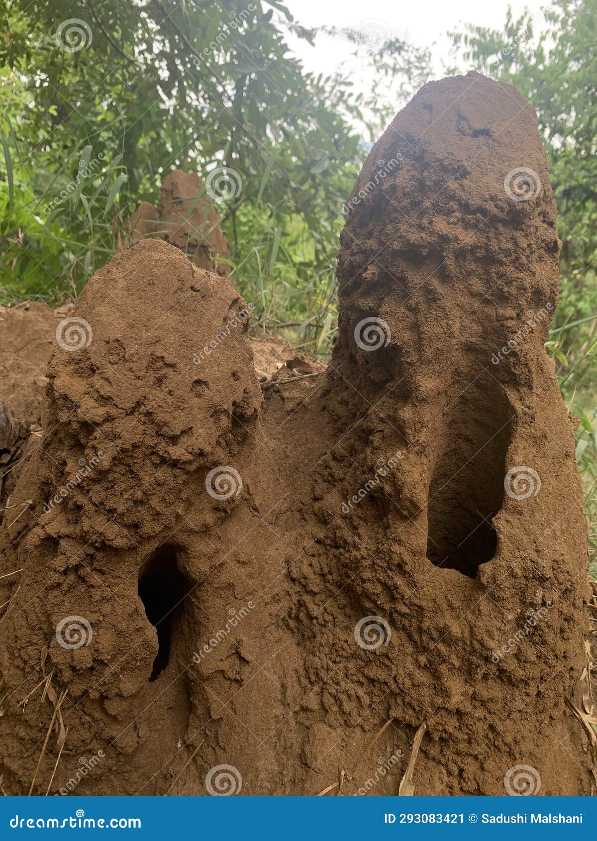 A Close-up View of a Termite Mound. Stock Image - Image of selective ...