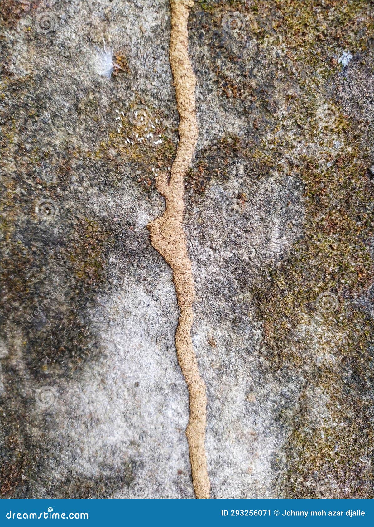 Close Up View of Termite Path Stock Image - Image of ground, damage ...