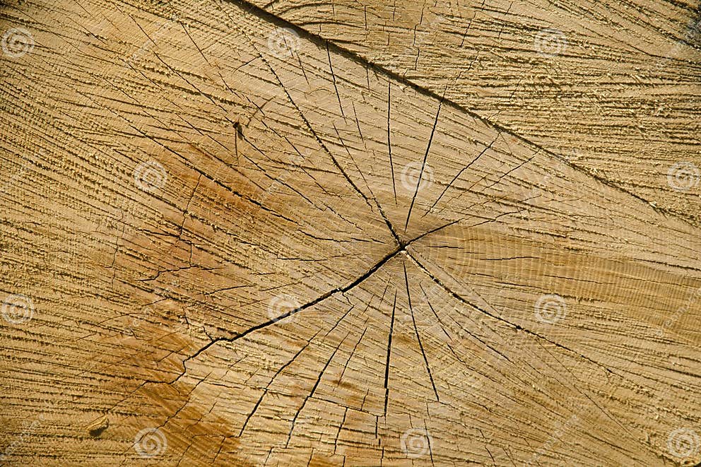 A Close-up View of the Texture of a Natural Cut of a Beech Tree Stock ...