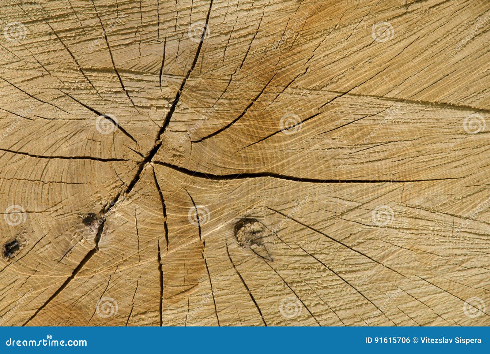A Close-up View of the Texture of a Natural Cut of a Beech Tree Stock ...