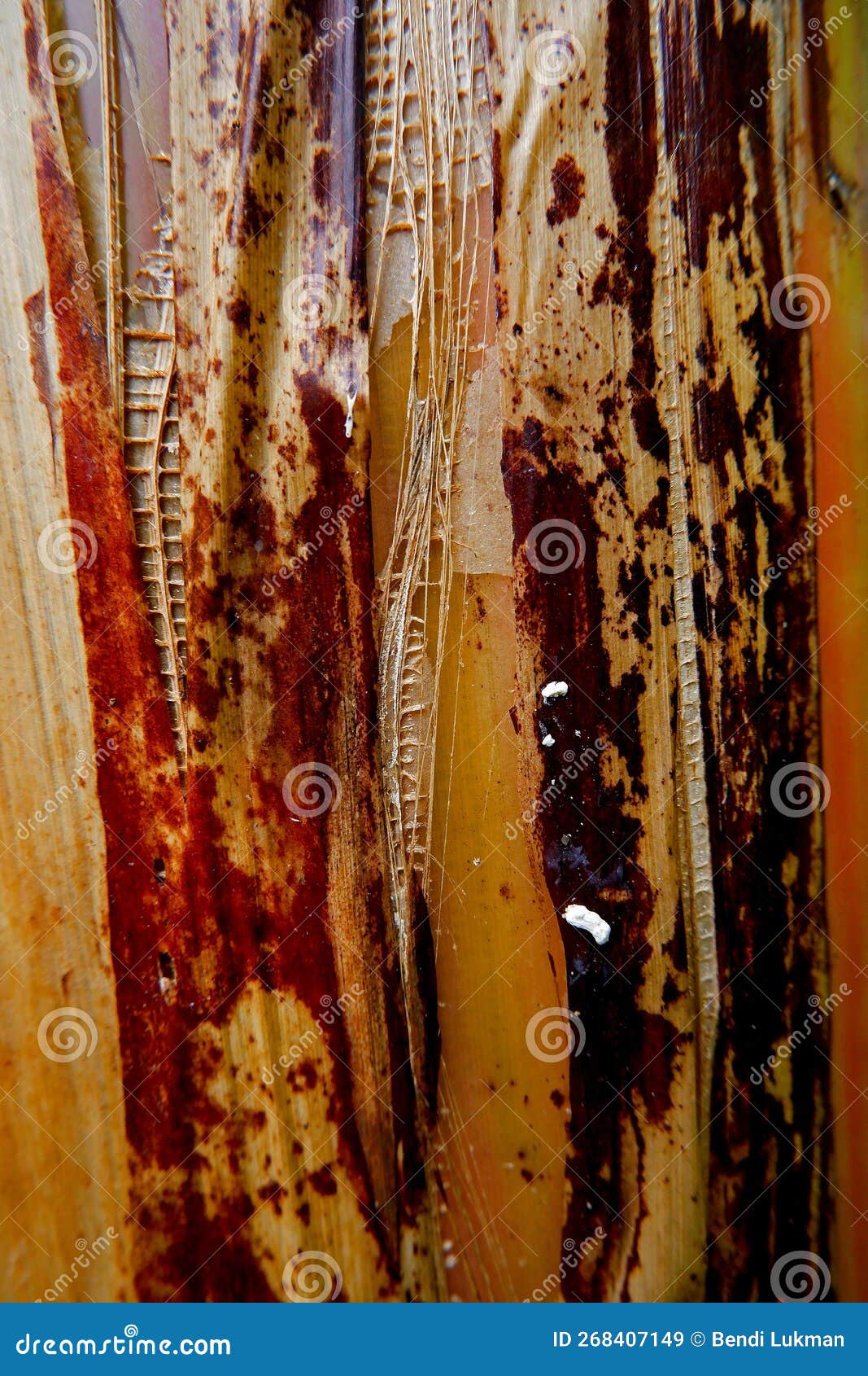 Close Up View, Texture of Old Banana Tree Bark Stock Image - Image of ...
