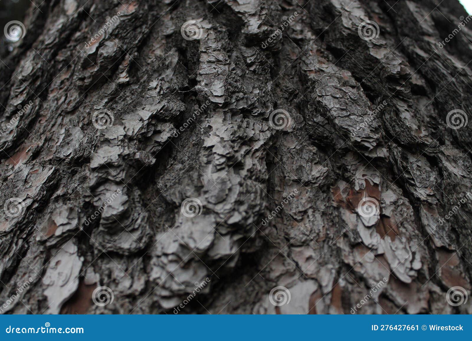 Close-up View of the Thick Trunk of a Large Tree, Its Bark Textured in ...