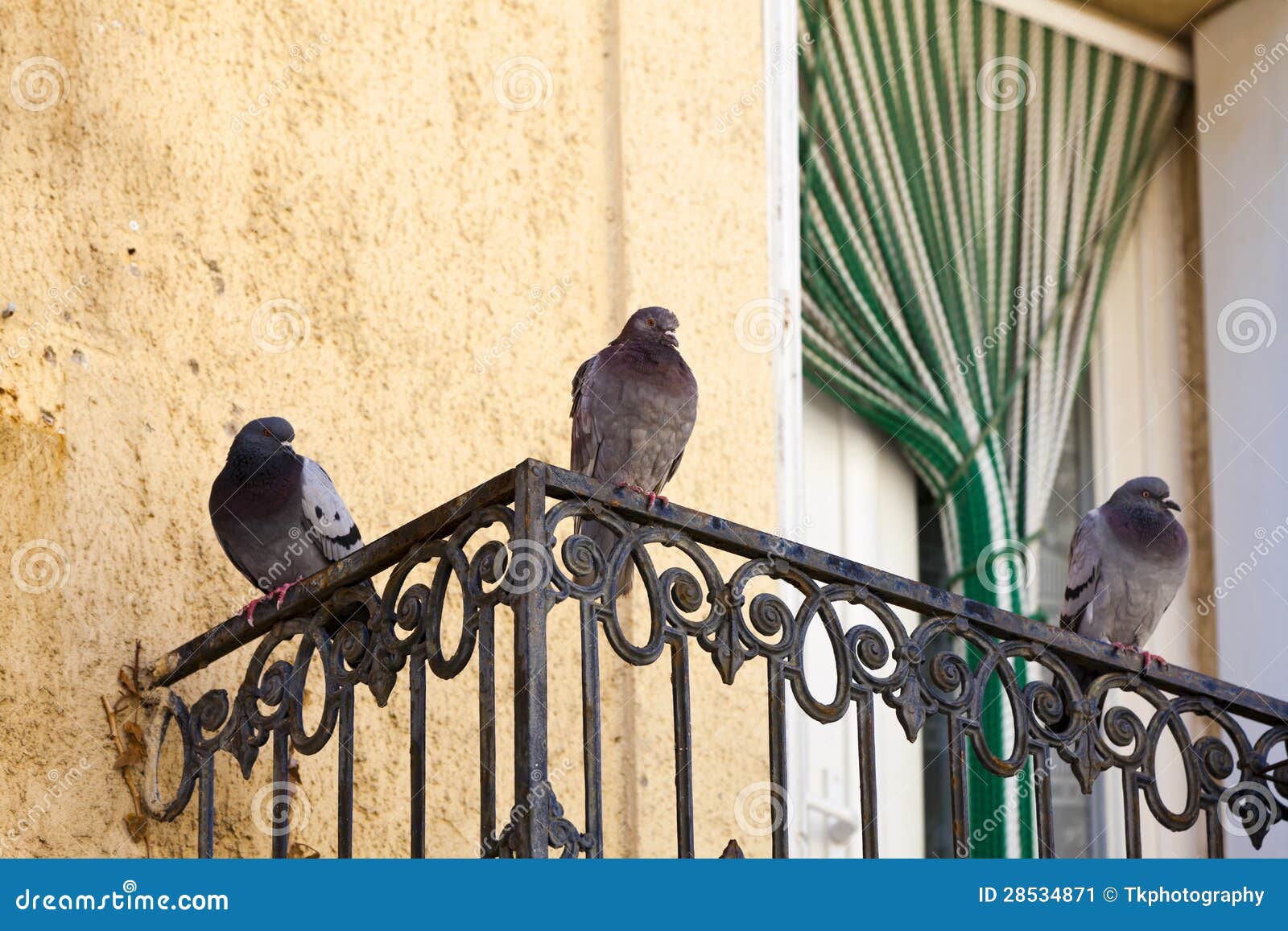Close Up View of Three Pigeons Stock Image - Image of culture, gruissan ...