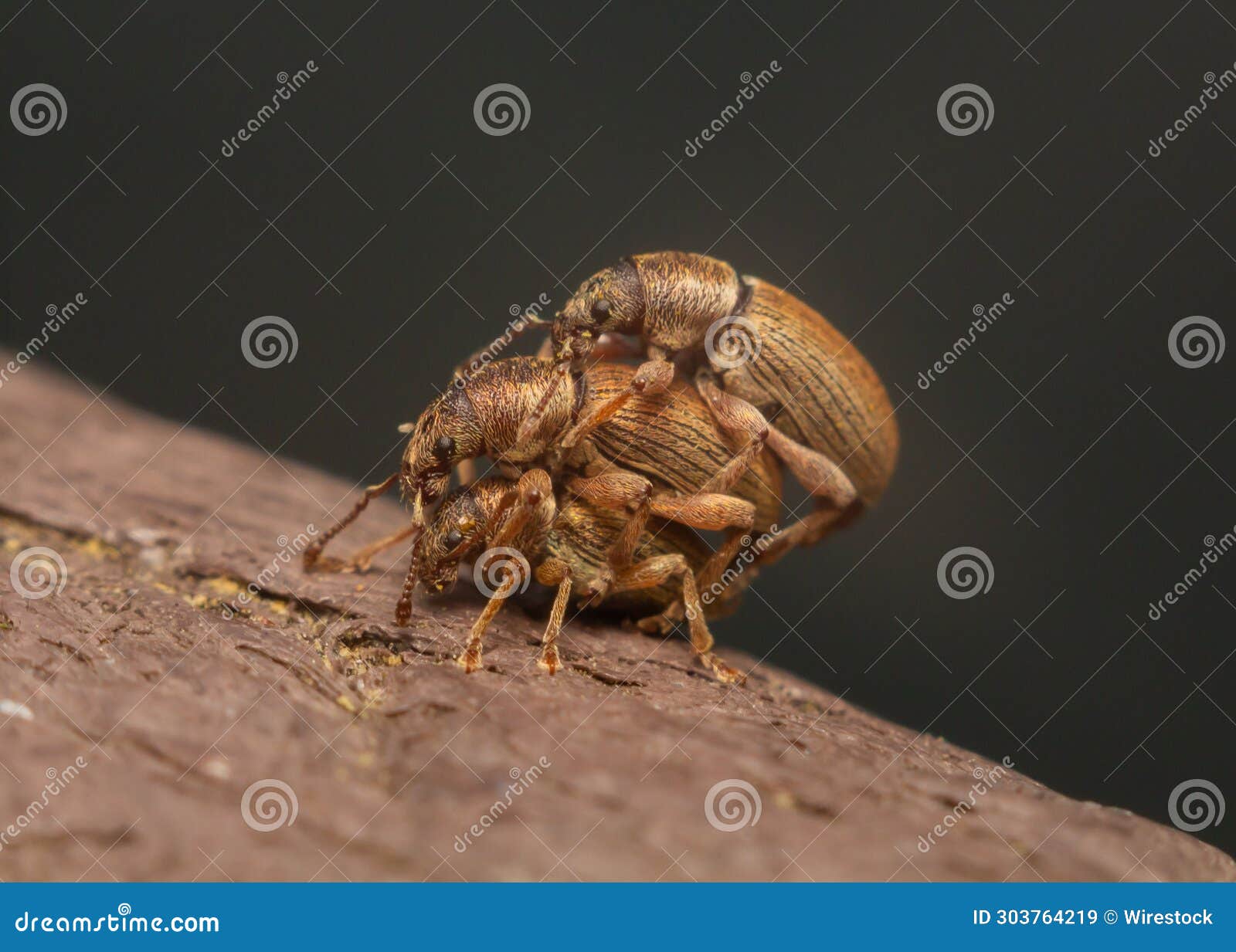 Three Mating Blister Beetles Royalty-Free Stock Photography ...