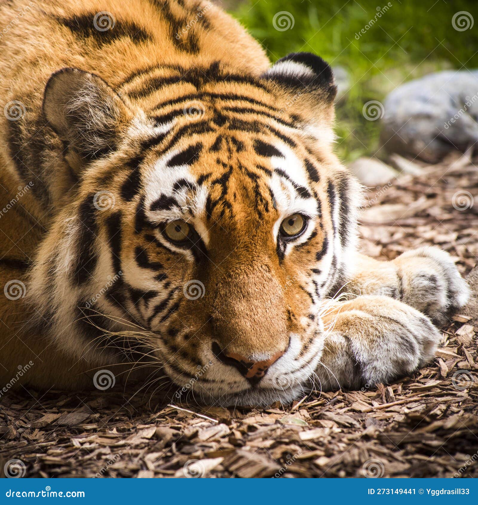 Close Up View on a Tiger at Rest Stock Image - Image of roaring, asia ...