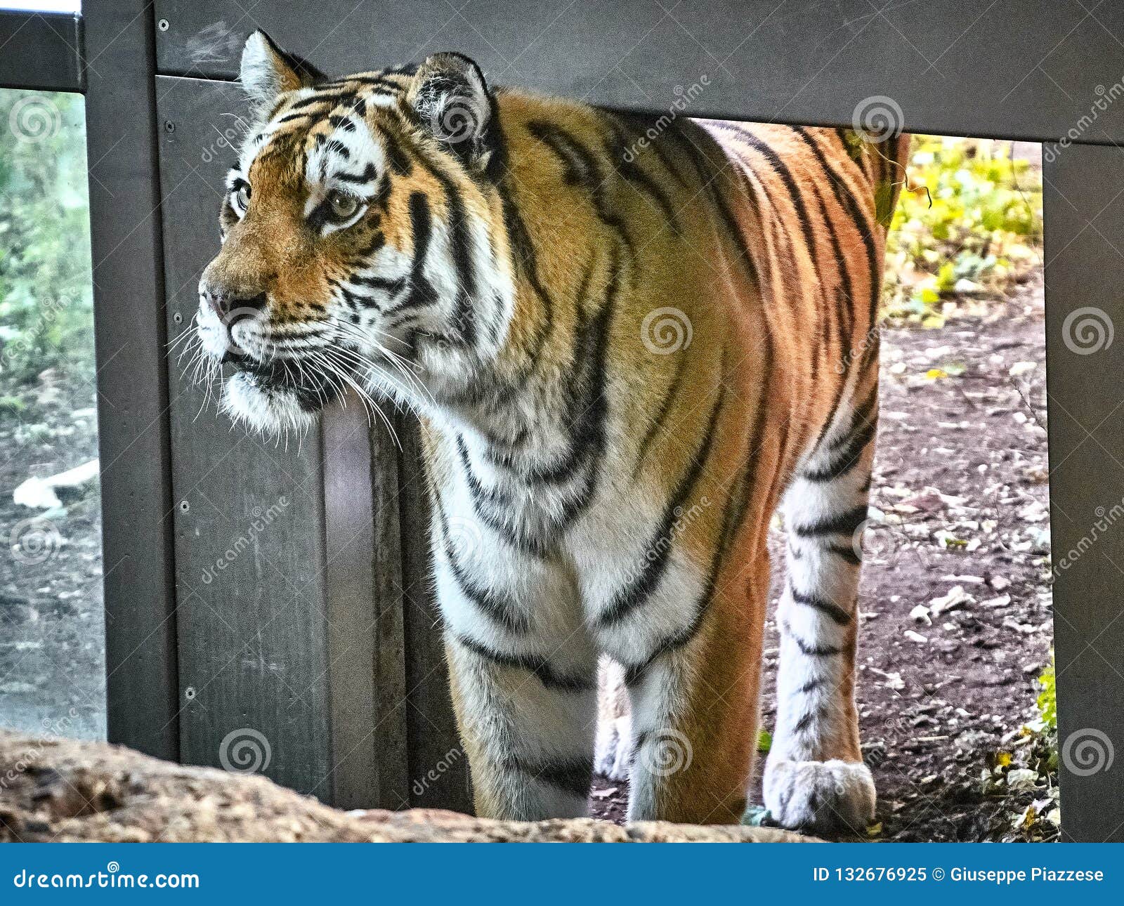 Shot of a tiger stock image. Image of bengal, hunter - 132676925