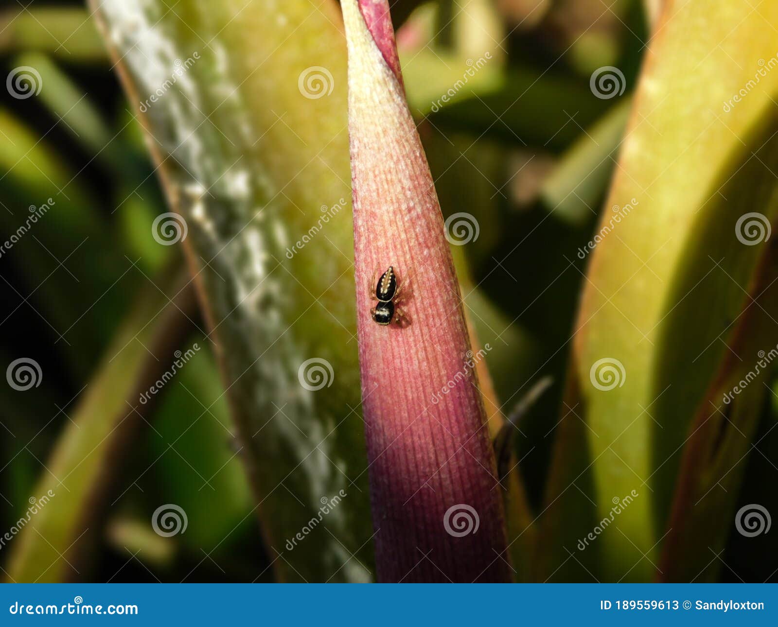 Tiny Jumping Spider on a Pink Bromeliad Flower. Stock Image - Image of ...