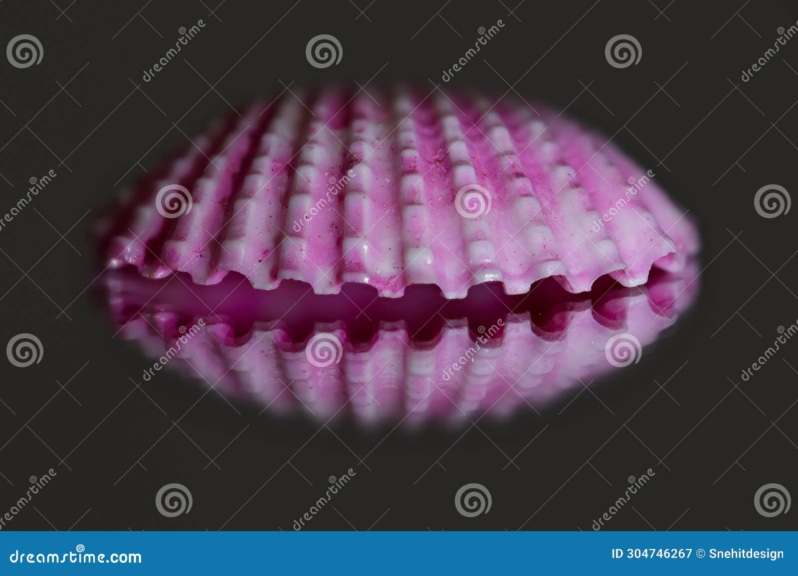 Close Up View of Tiny Pink Sea Shell with Reflection Stock Image ...